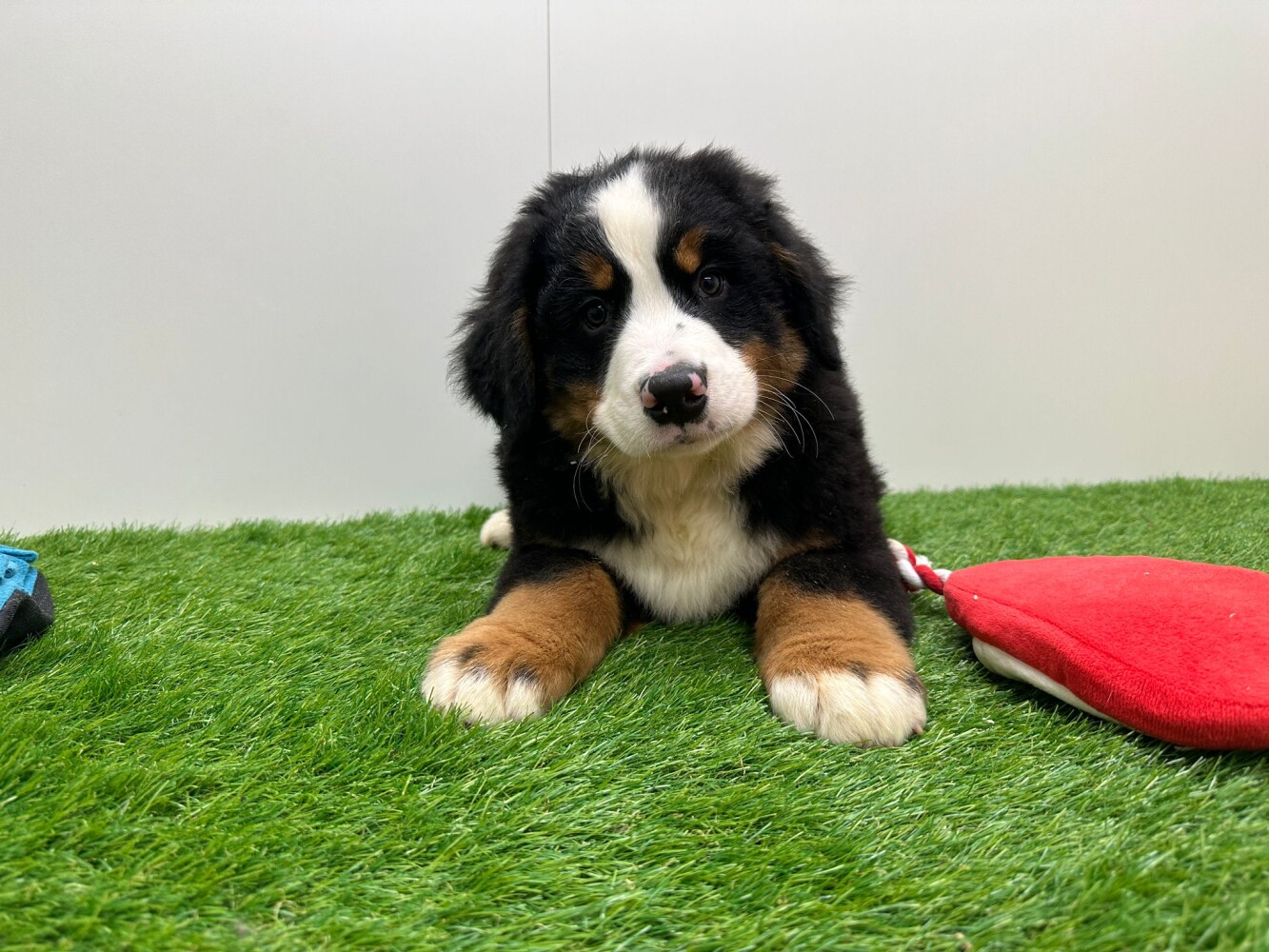 Ce Bouvier Bernois est disponible - Bouvier Bernois male Chiot à vendre ...