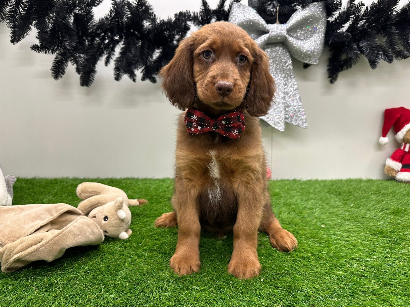 This Borador is now available - Borador female Puppy for sale 001858281 ...