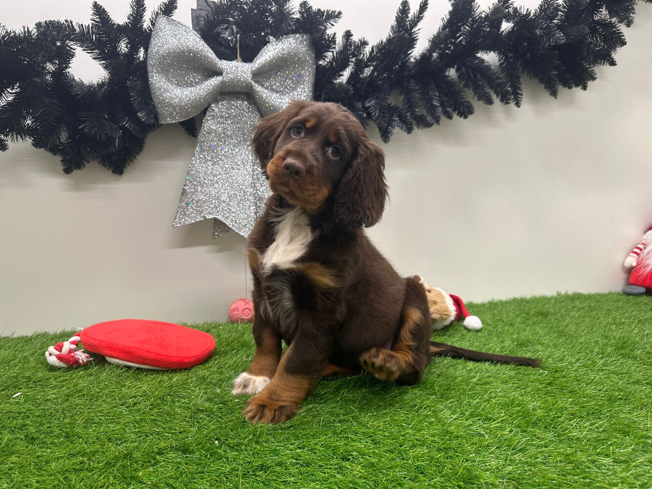 This Borador is now available - Borador female Puppy for sale 001858291 ...