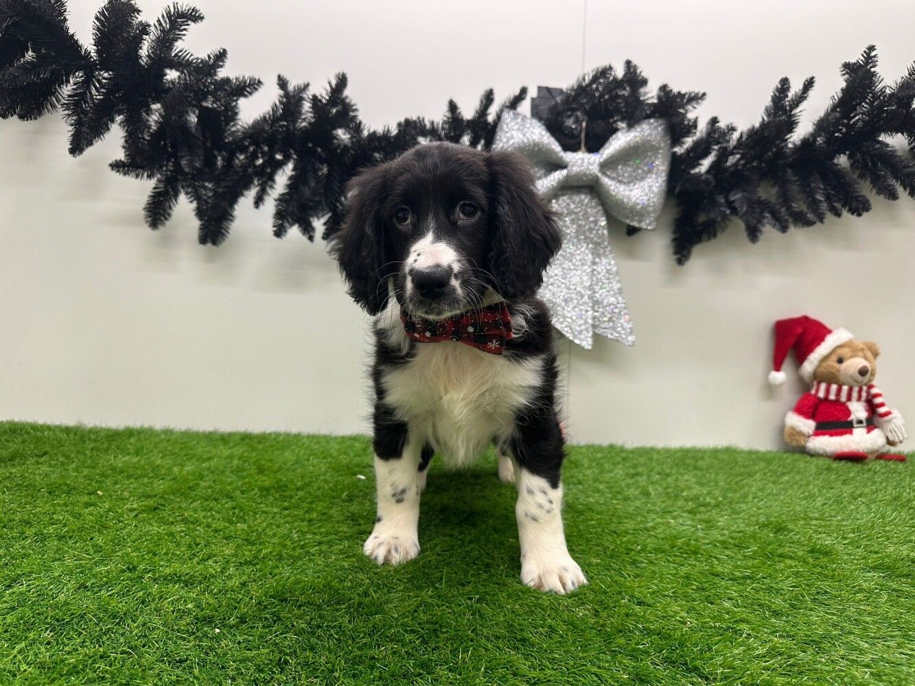 This Borador is now available - Borador female Puppy for sale 001858292 ...