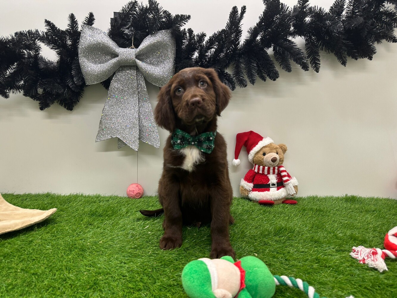 This Borador is now available - Borador male Puppy for sale 001858293 ...