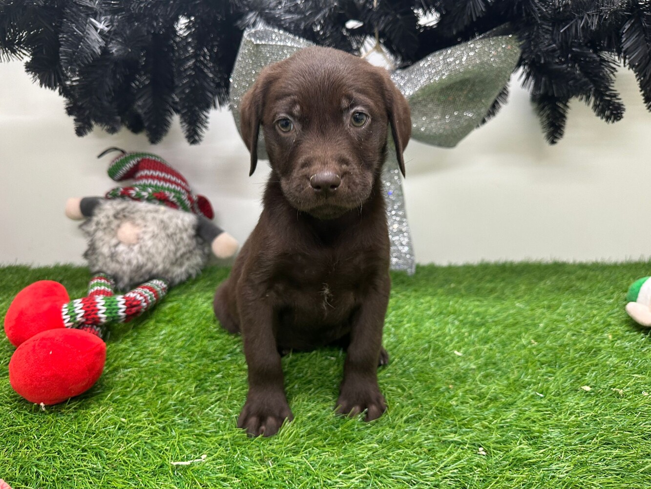 This Labrador Retriever is now available - Labrador Retriever female ...