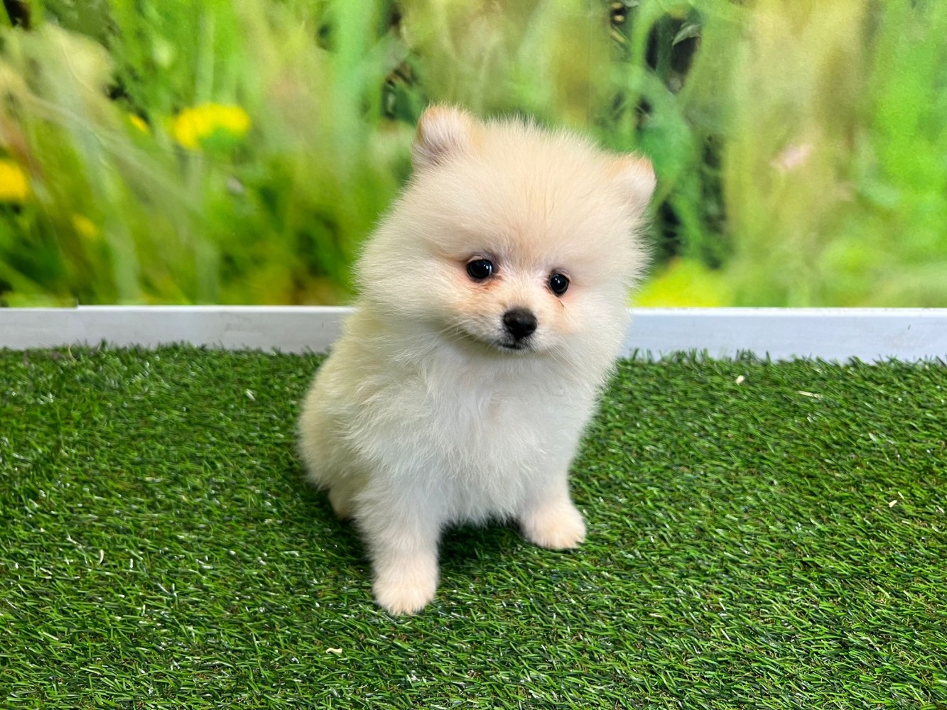 Deze Pomeriaan is nu beschikbaar - Pomeriaan teefje Puppy te koop ...