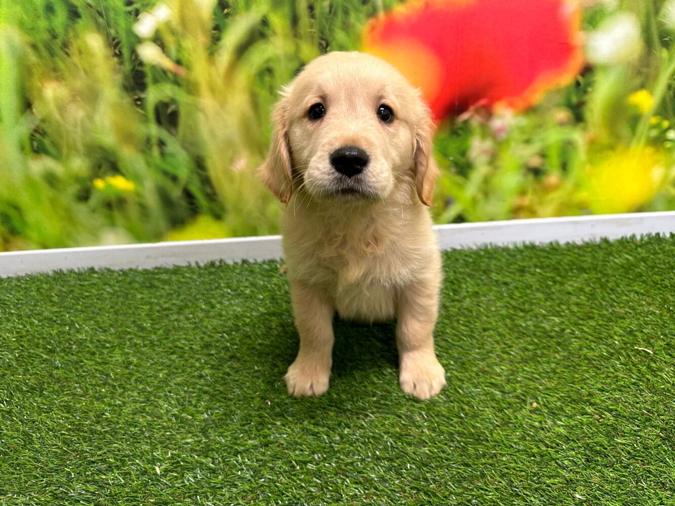 Deze Golden Retriever is nu beschikbaar - Golden Retriever reu Puppy te ...