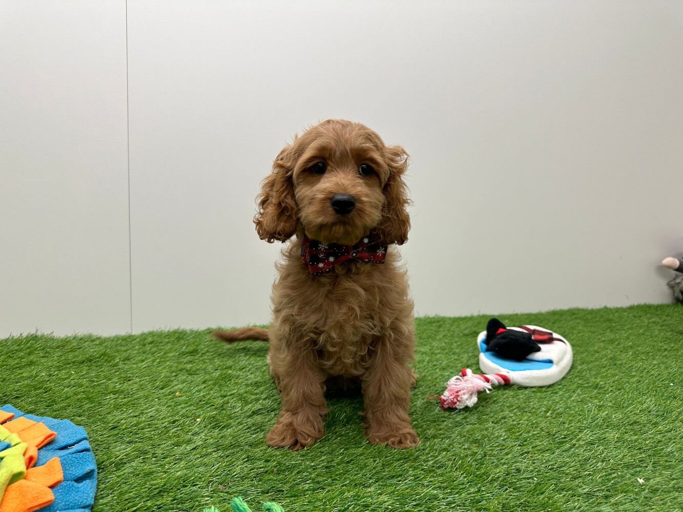 This Cockapoo is now available - Cockapoo female Puppy for sale ...