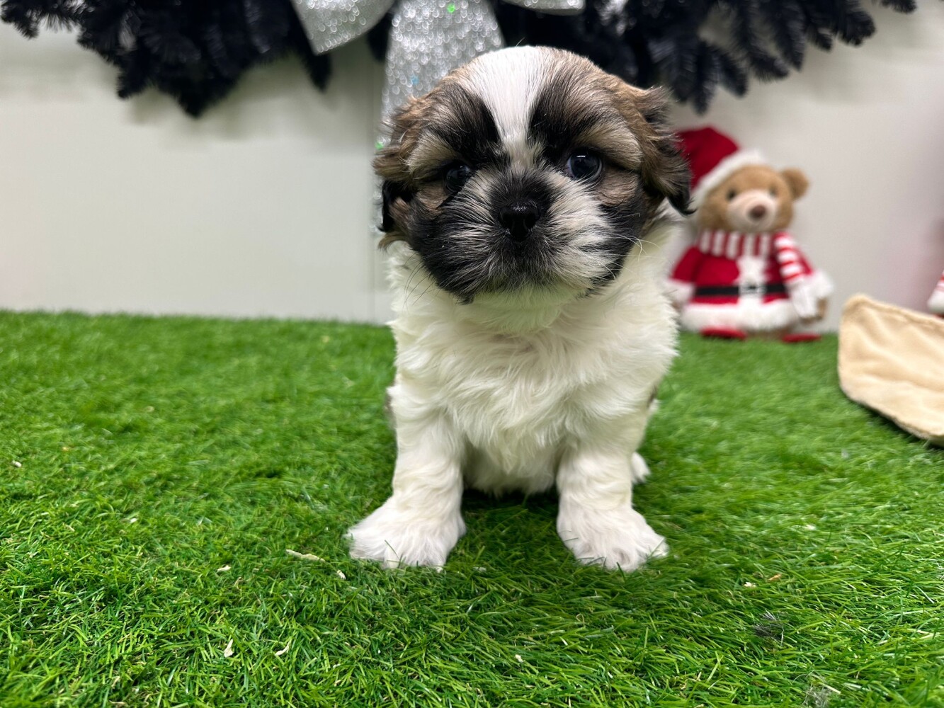This Shih Tzu is now available - Shih Tzu male Puppy for sale 010673255 ...