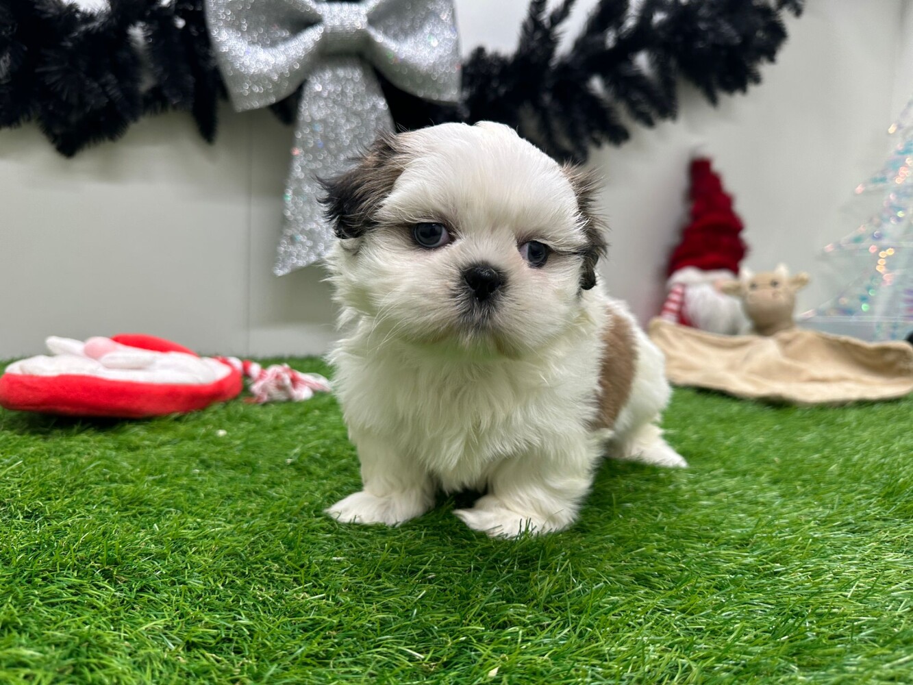 This Shih Tzu is now available - Shih Tzu male Puppy for sale 010673291 ...
