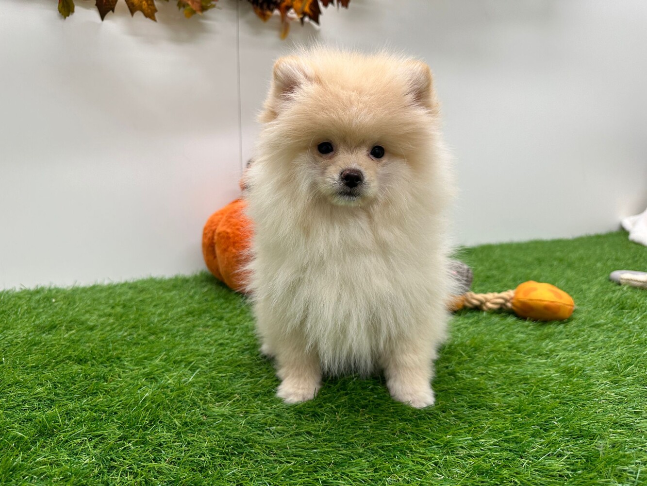 This Miniature Spitz is now available - Miniature Spitz female Puppy for sale 010710464 - Dog ...