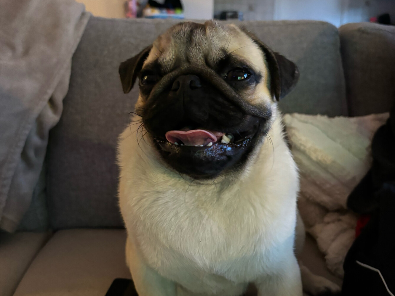 This Pug is now available - Pug male Adoption for sale 100066710 - Dog ...