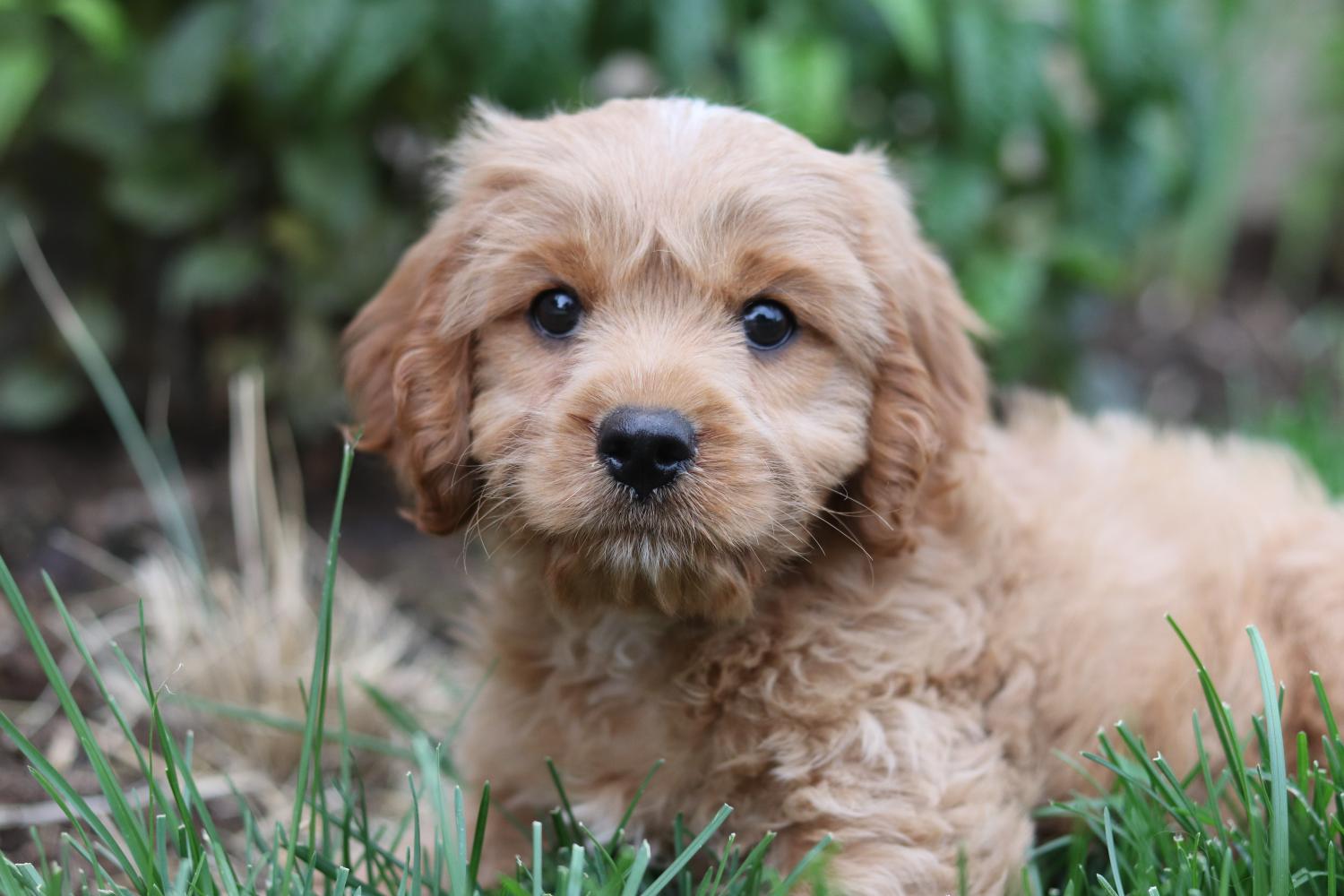 Cavapoo Pups Te Koop Hondenfokker Dierenhof Debrabandere Cavapoo Pups Te Koop Hondenfokker Dierenhof Debrabandere
